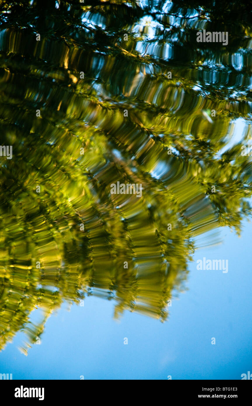 Tree reflection water Stock Photo - Alamy