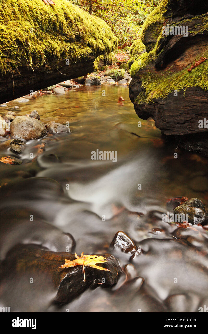 Fallen leaf in flowing stream Stock Photo - Alamy