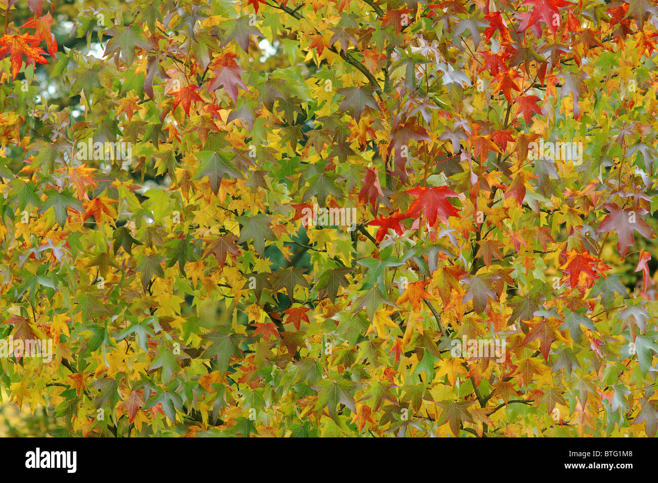 Multicolor sweet gum tree leaves at fall in autumn Liquidambar ...