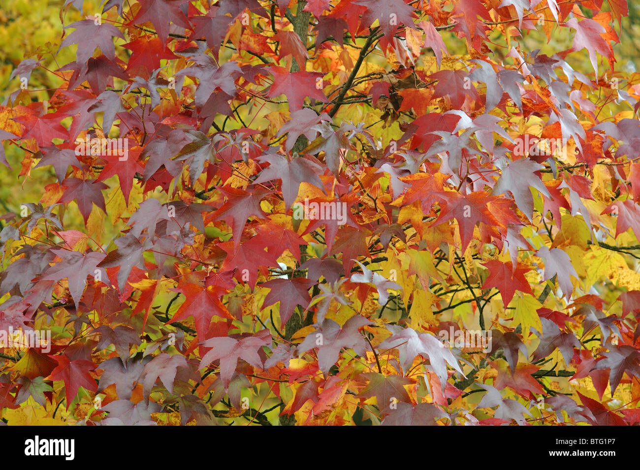 Multicolor sweet gum tree leaves at fall in autumn Liquidambar ...
