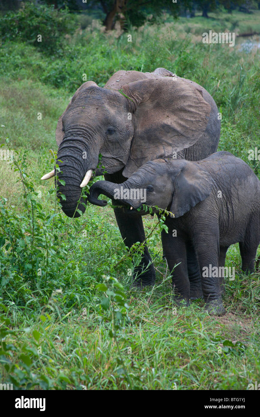 Baby Elephant Eating