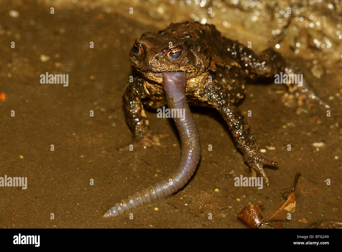 Toad eating hi-res stock photography and images - Alamy