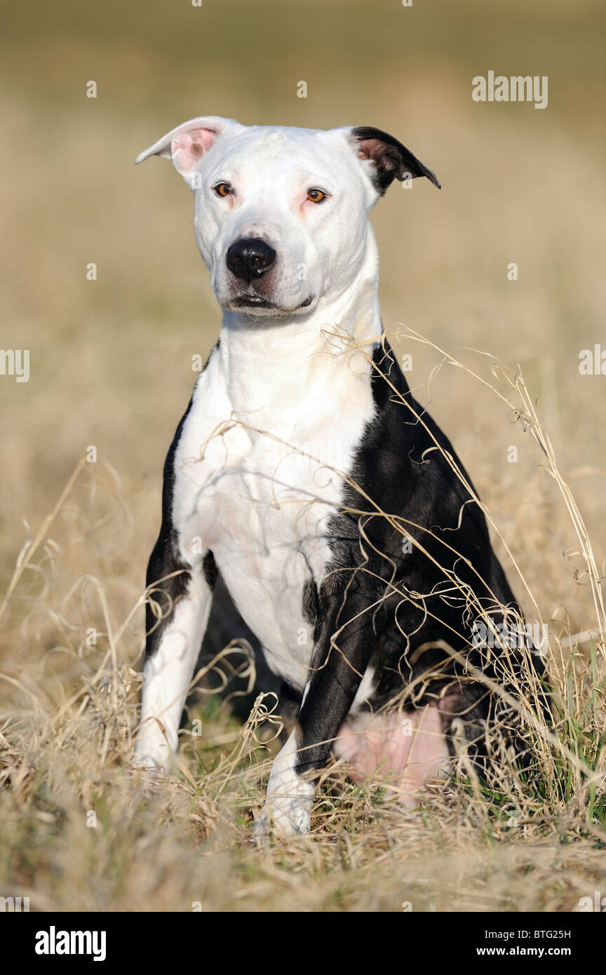 Pit bull male hi-res stock photography and images - Alamy