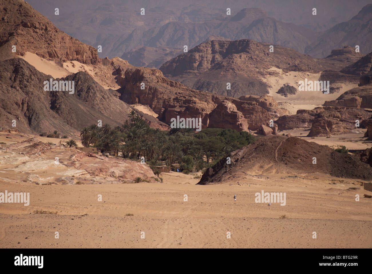 Wadi Ghazala valley and Ain Khudra Oasis, Sinai, Egypt, Africa Stock ...