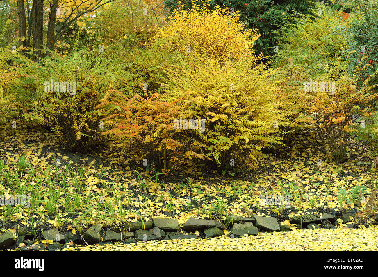 Cotoneaster shrubs turning yellow in autumn Stock Photo - Alamy