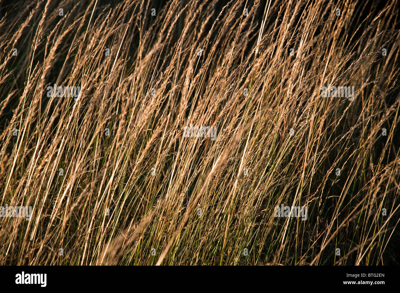 Brown bent grass hi-res stock photography and images - Alamy