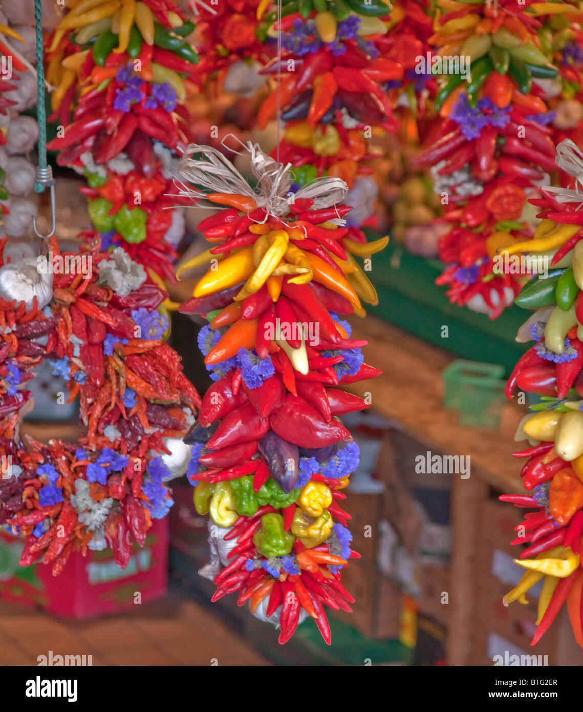 These are beautiful vertical hanging bell peppers in yellow, red, and ...
