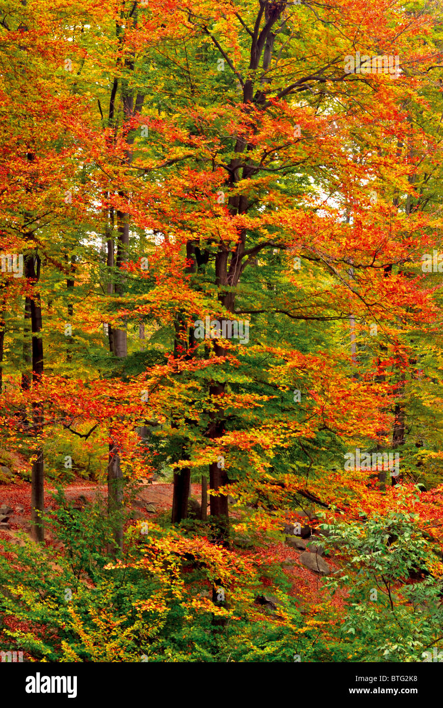 Odenwald forest hi-res stock photography and images - Alamy