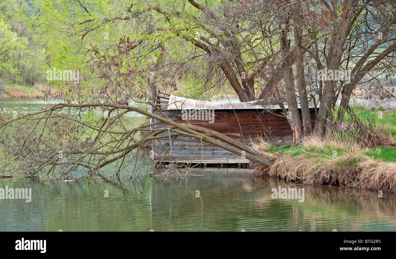 This stock photo shows an old shack on a river bank with a large tree ...