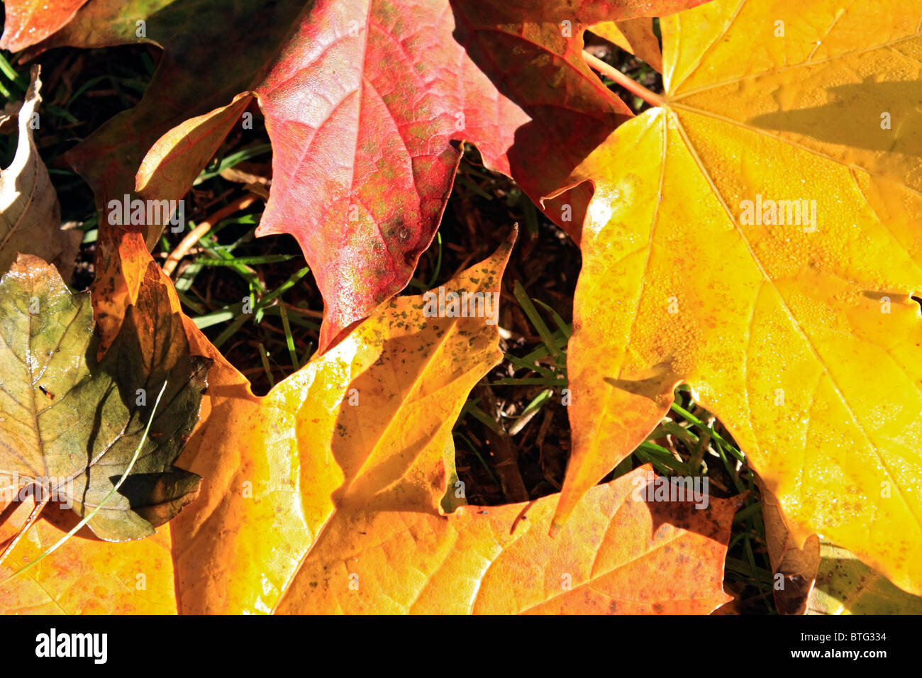 Red gold and yellow colours of autumn maple leaves Surrey England UK ...