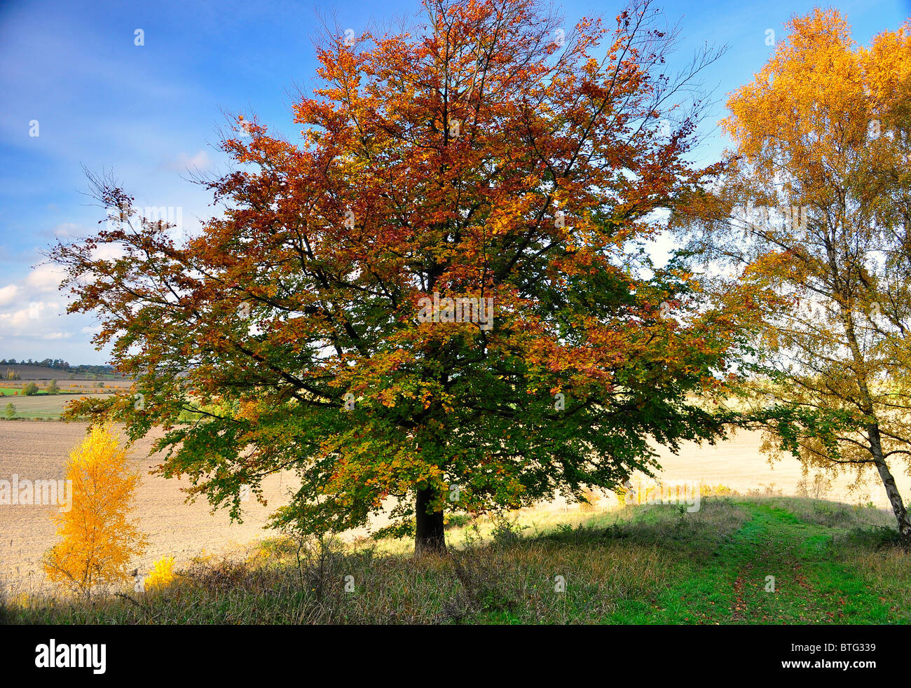 British Autumn Landscape in Sundon Country Park near Luton ...