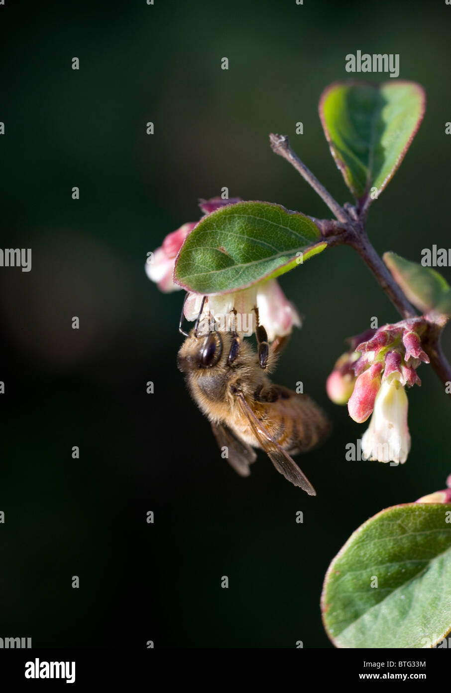 honey bee (appis mellifera Stock Photo - Alamy