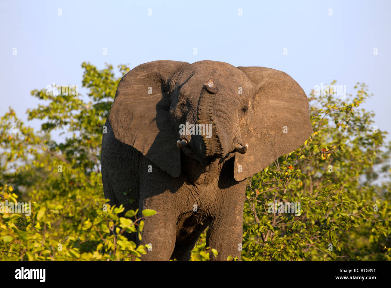 Matriarch elephant hi-res stock photography and images - Alamy