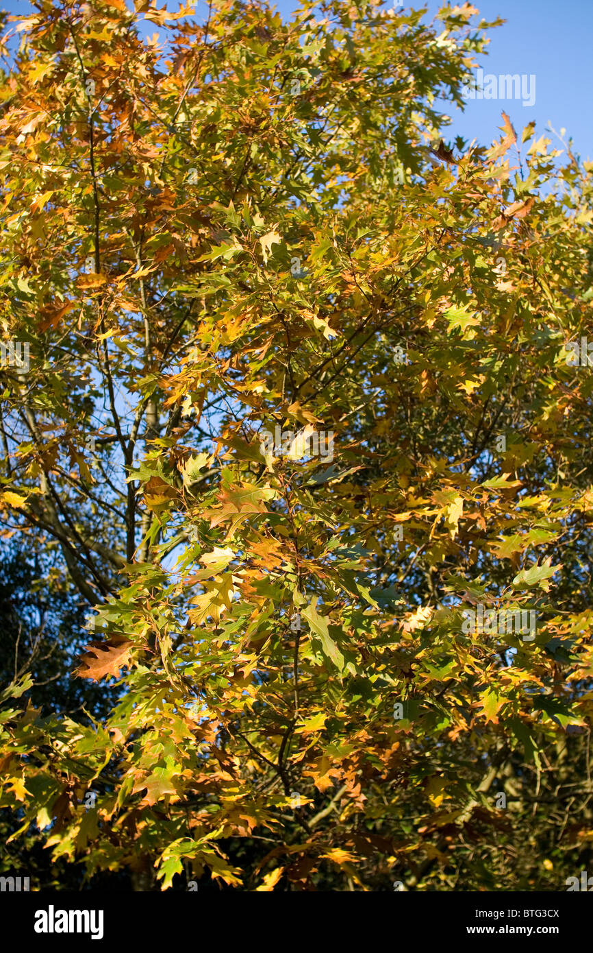 English autumn colours hi-res stock photography and images - Alamy