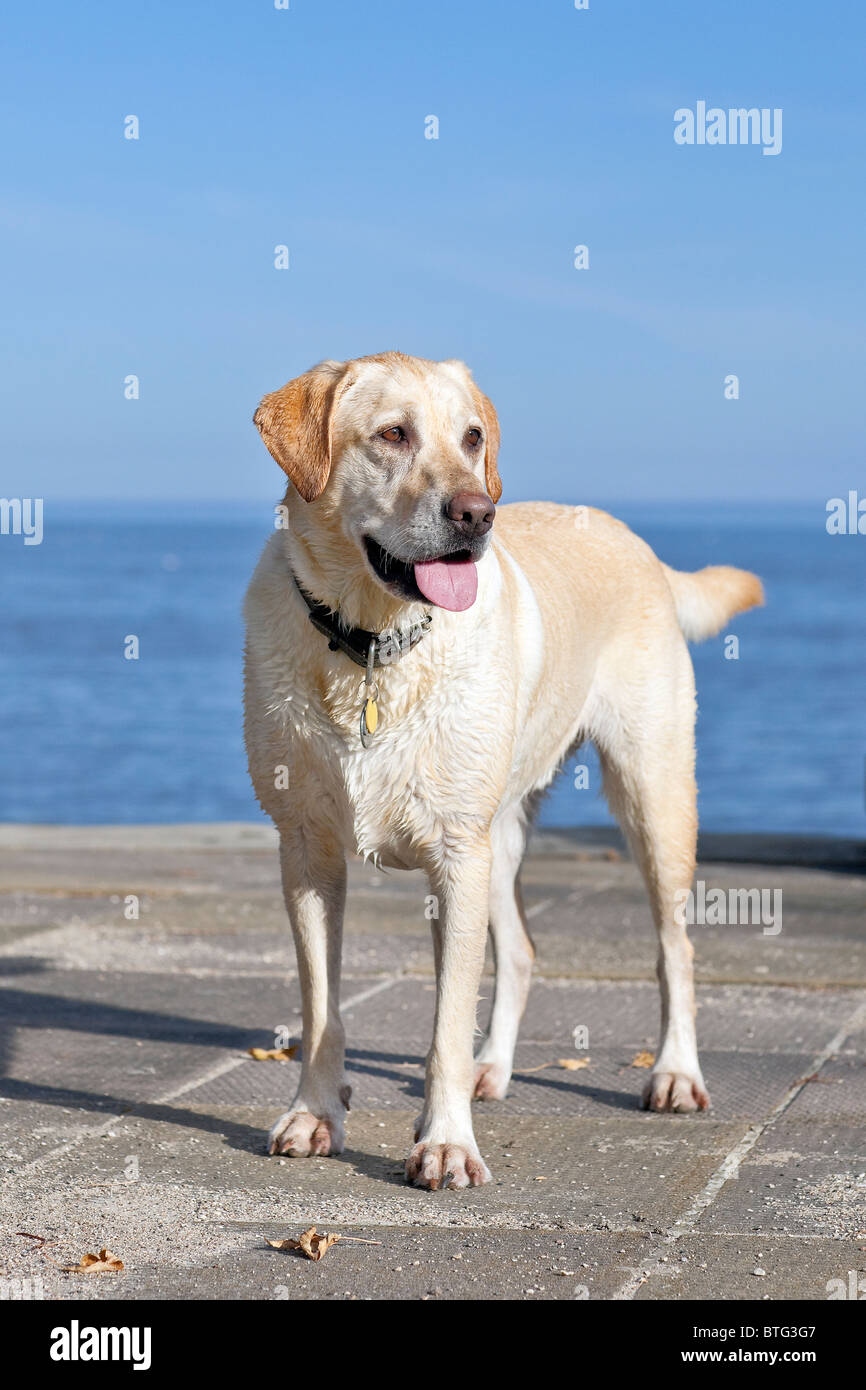 Yellow Labrador Retriever High Resolution Stock Photography and Images ...