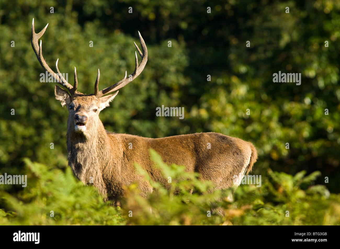 Male Red deer rest during the rutting season Stock Photo - Alamy