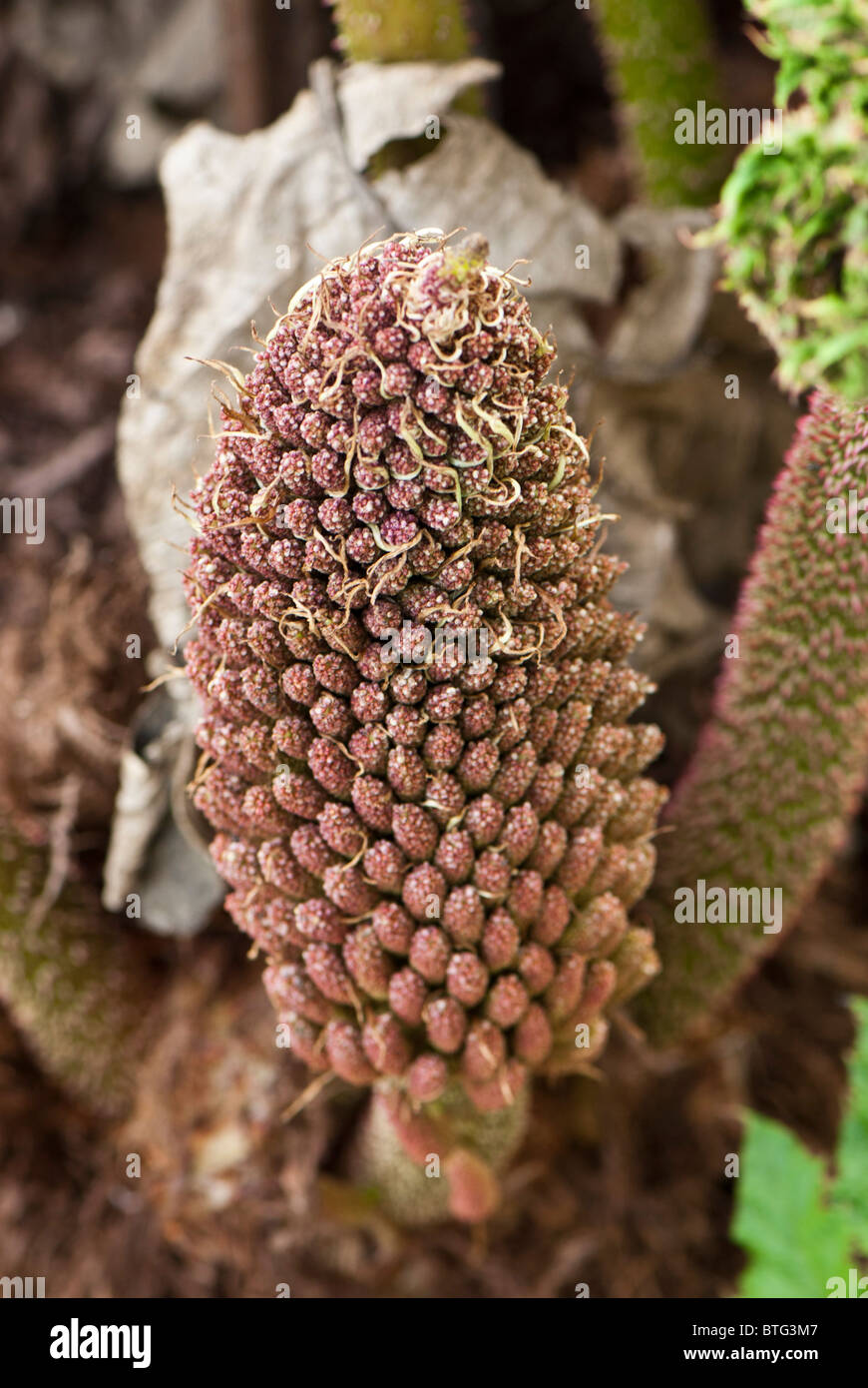 Head of Gunnera manicata Herbaceous plant Seed head Stock Photo - Alamy