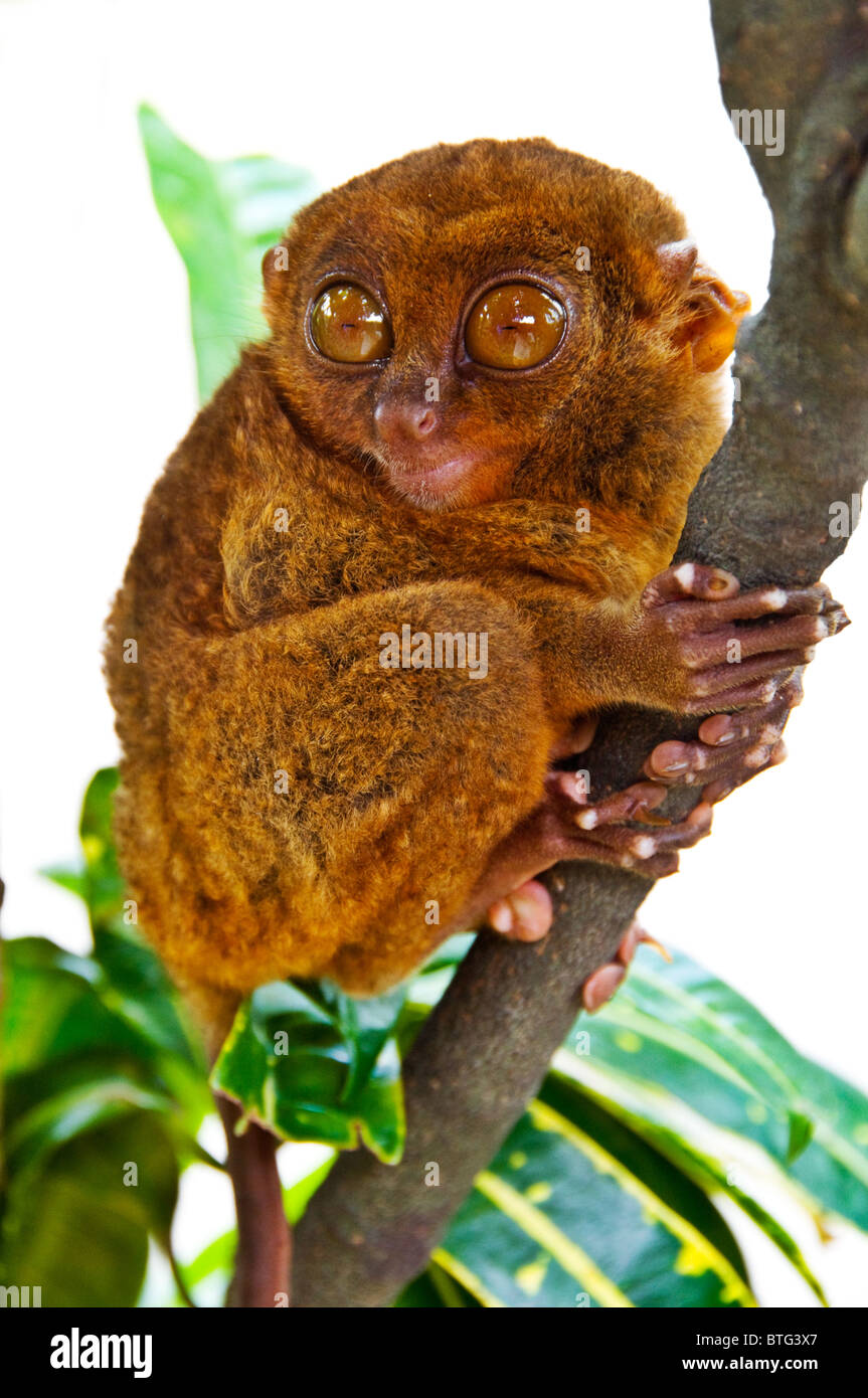 Tarsier Monkey High Resolution Stock Photography and Images - Alamy