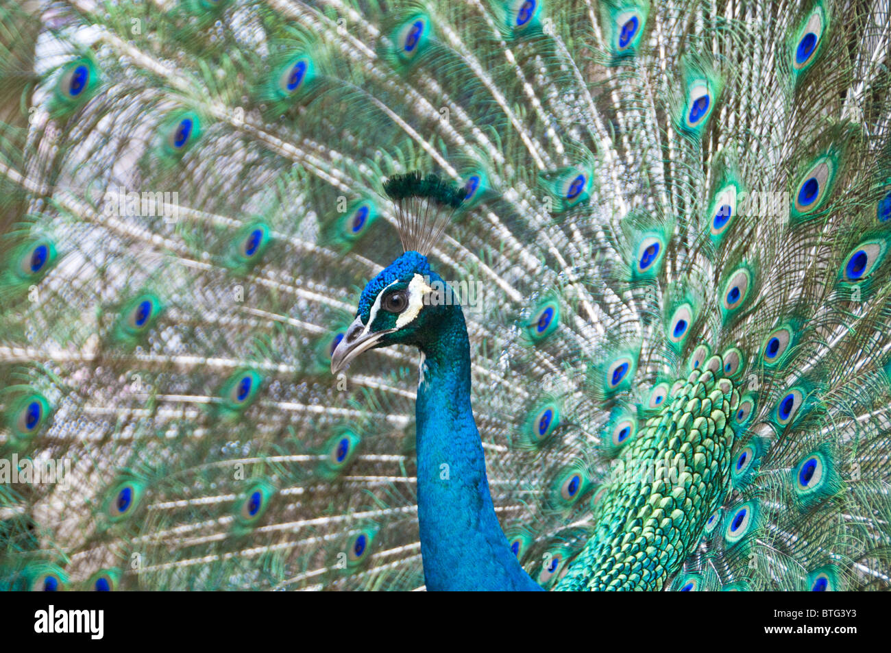 Bright Peacock from Asian Zoo Stock Photo - Alamy