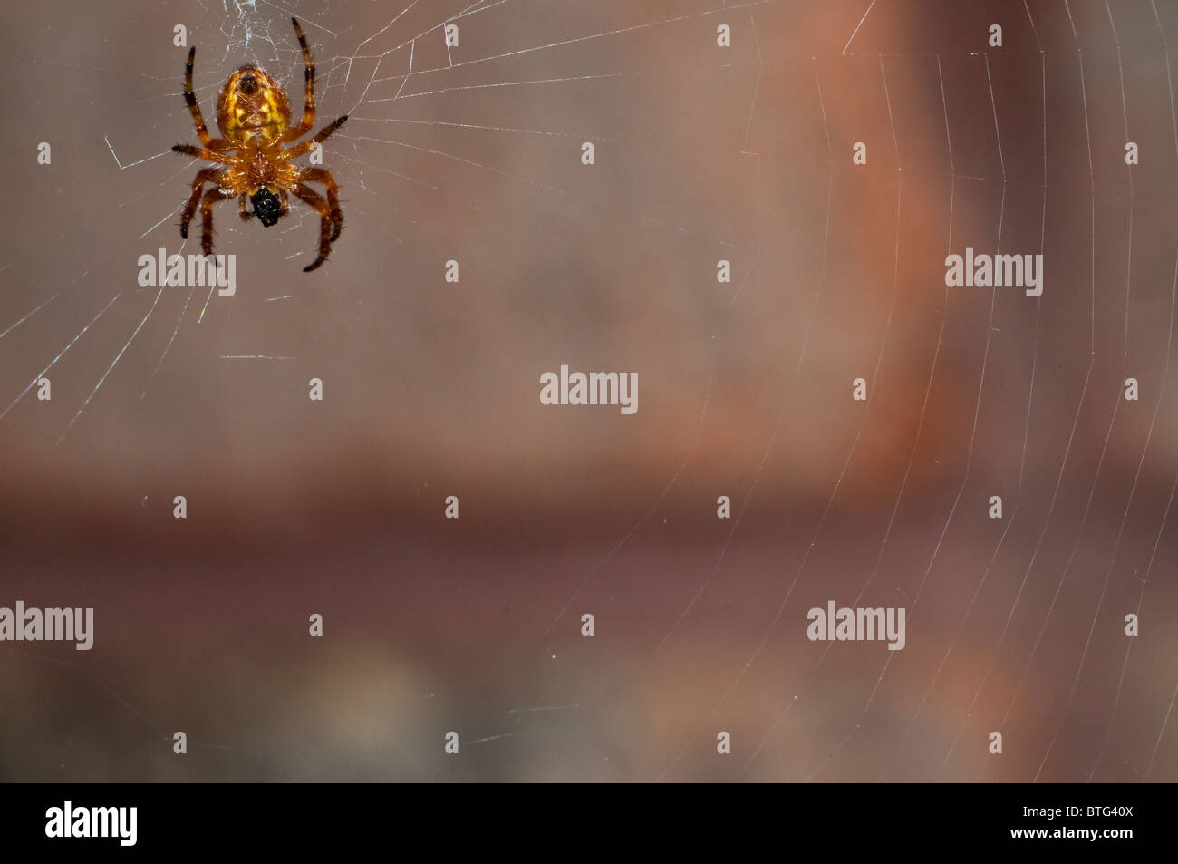 Spider and web Stock Photo - Alamy