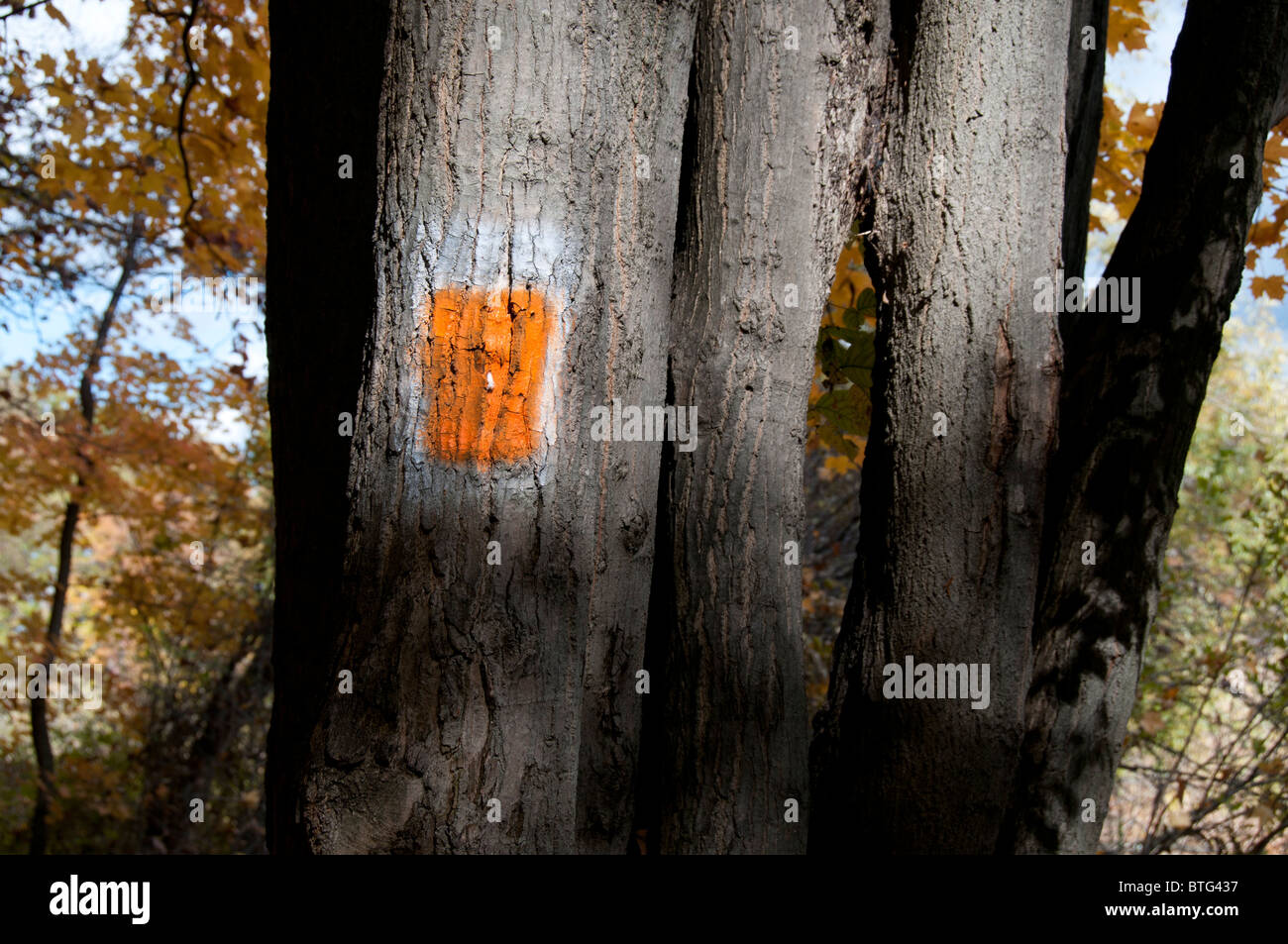 Trail marker on tree Stock Photo - Alamy