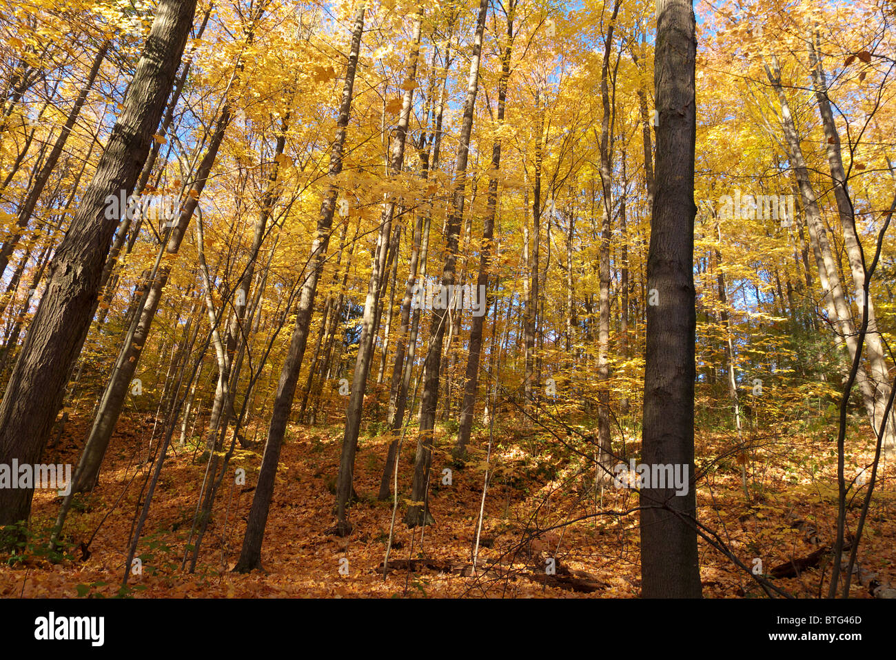 The colourful foliage of a Canadian forest in autumn Stock Photo - Alamy