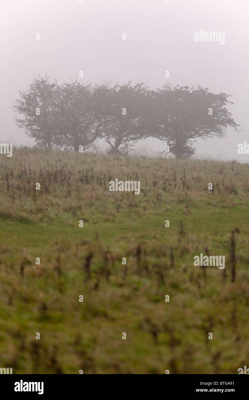 small trees in mist on bare hillside Stock Photo - Alamy