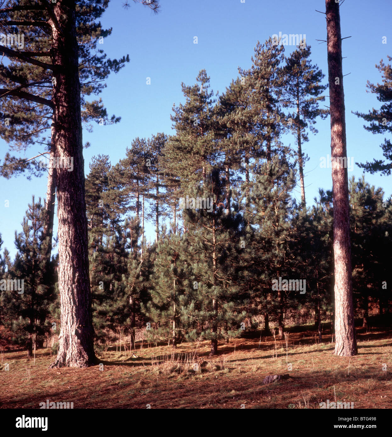Conifer trees britain hi-res stock photography and images - Alamy