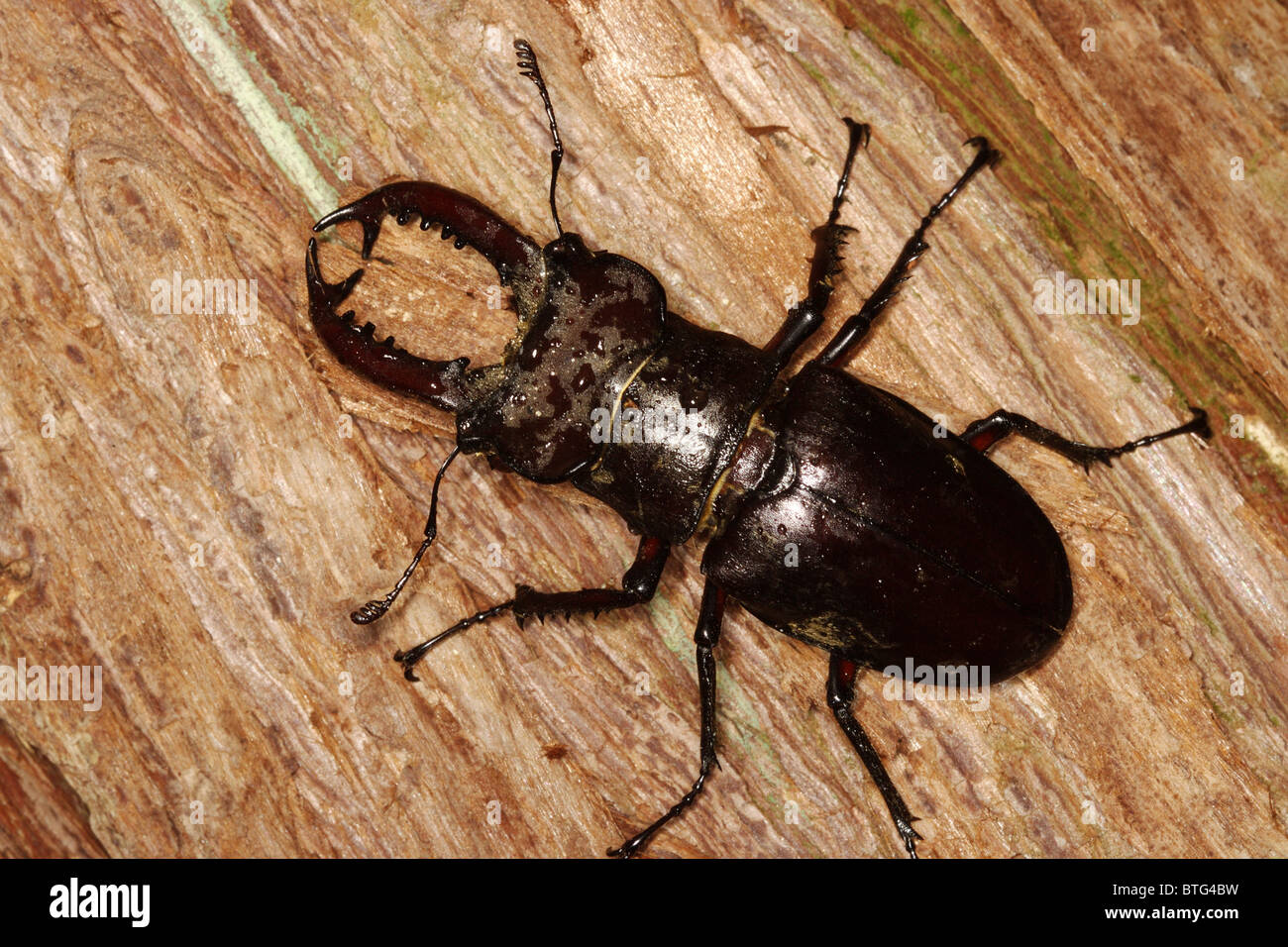 Stag beetle in Emei Shan Mountains, China Stock Photo - Alamy
