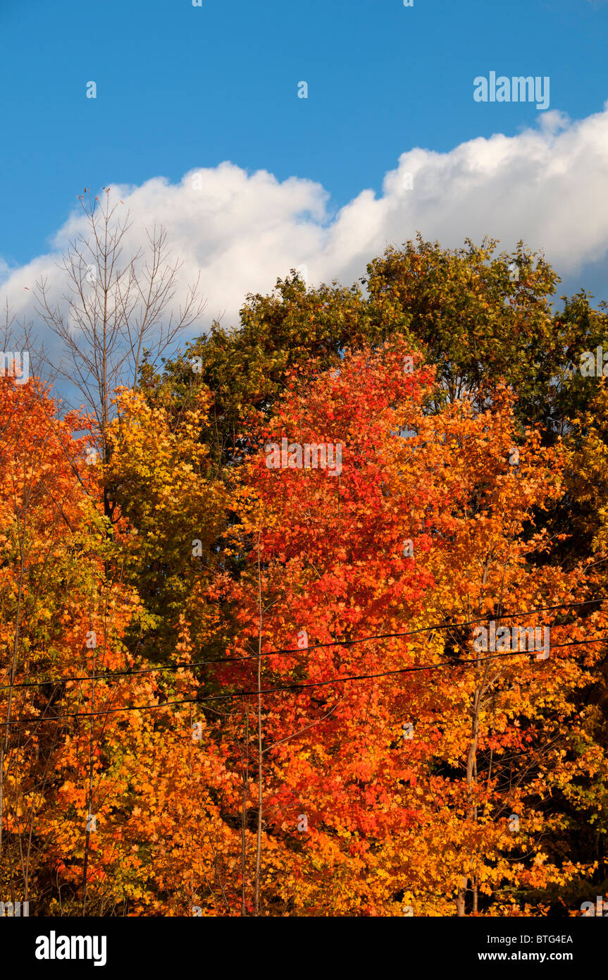 Fall colors trees hi-res stock photography and images - Alamy