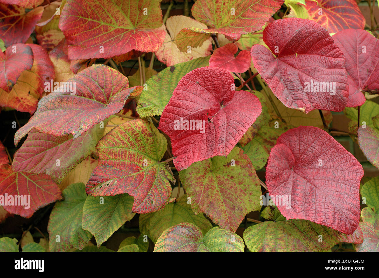 Crimson glory vine gloryvine multicolor hi-res stock photography and ...