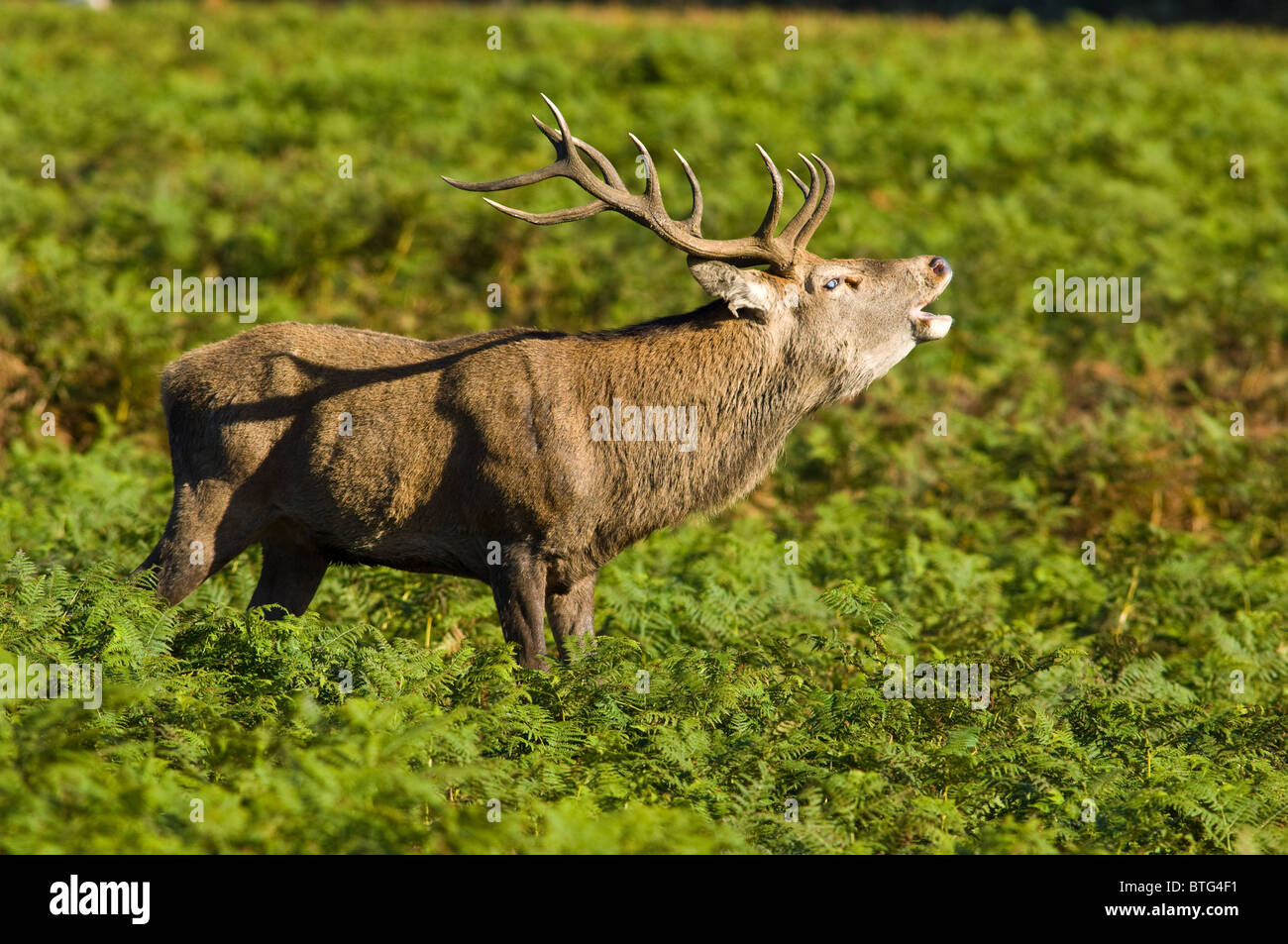 Male Red deer rest during the rutting season Stock Photo - Alamy
