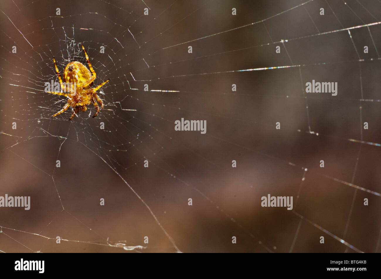 Spider and web Stock Photo - Alamy