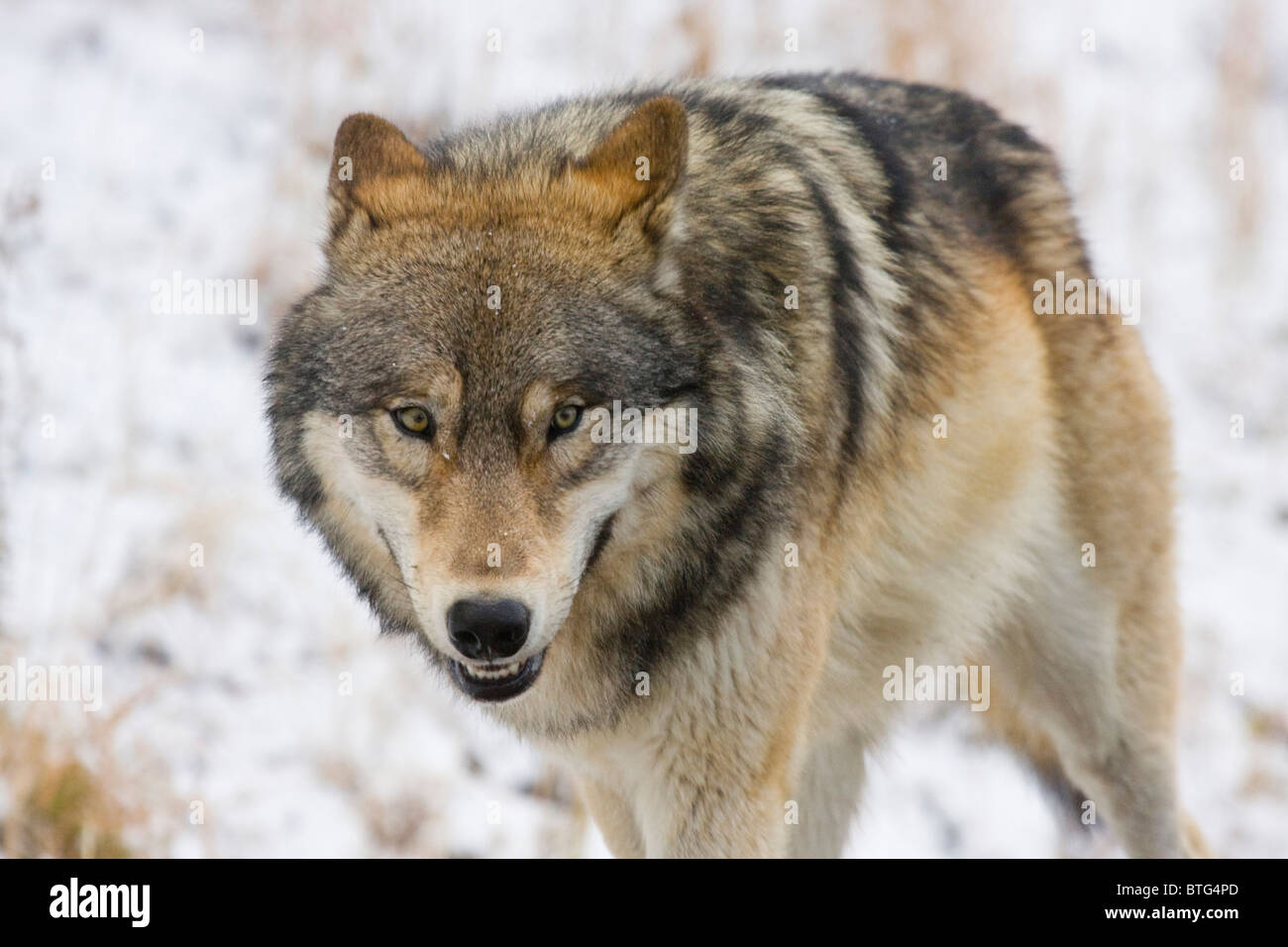 Wild gray Wolf- a truly wild (non-captive) wolf photo Stock Photo - Alamy