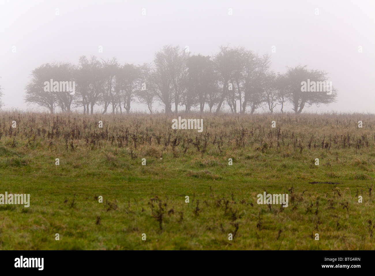 small trees in mist on bare hillside Stock Photo - Alamy