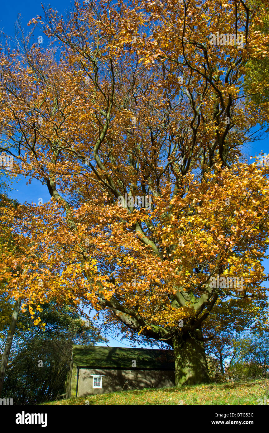 The leaves of a common beech turning yellow and orange during the ...