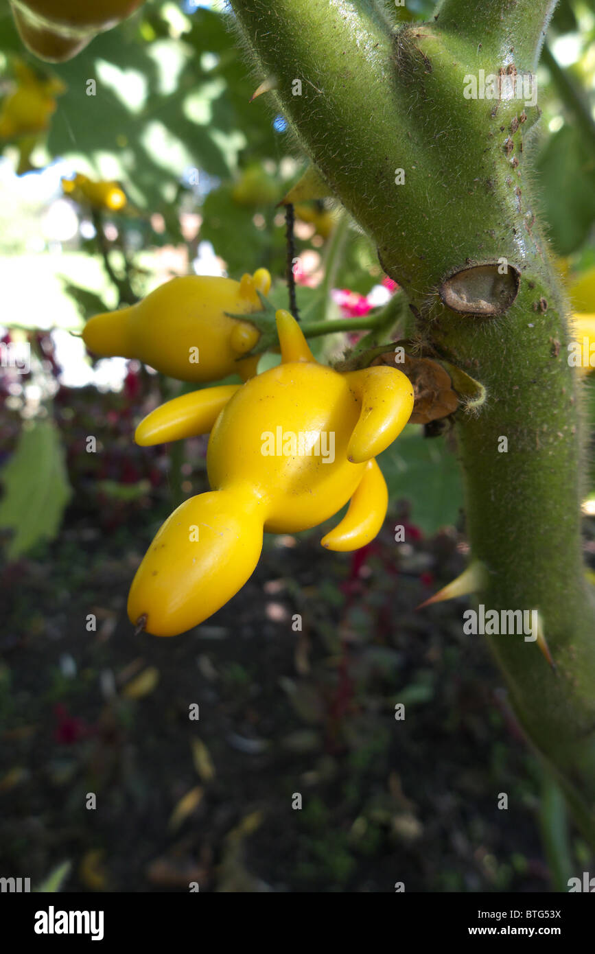The unique and strange fruit of the Solanum mammosum also known as ...