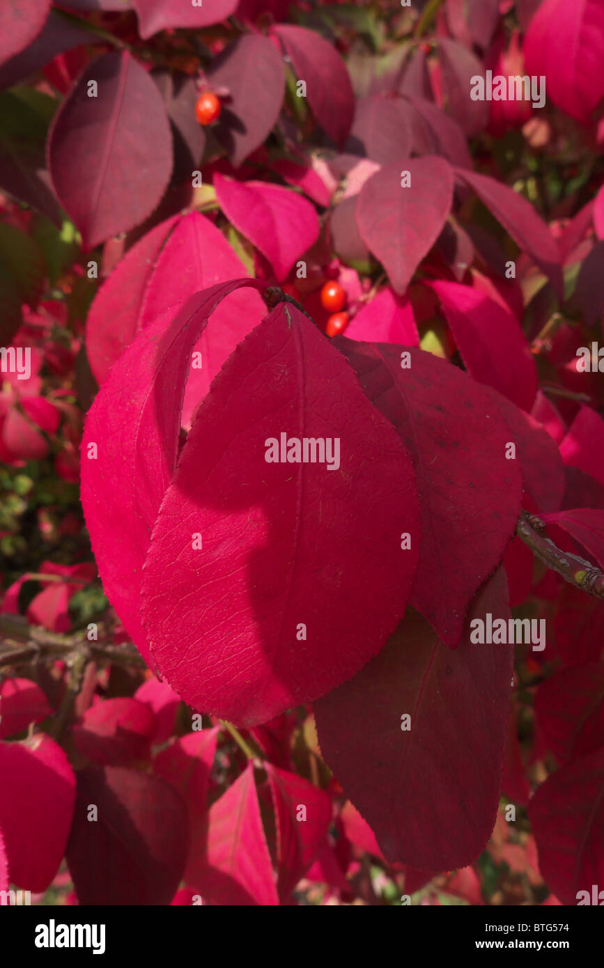 Bright red fall foliage of Euonymus alatus Stock Photo - Alamy