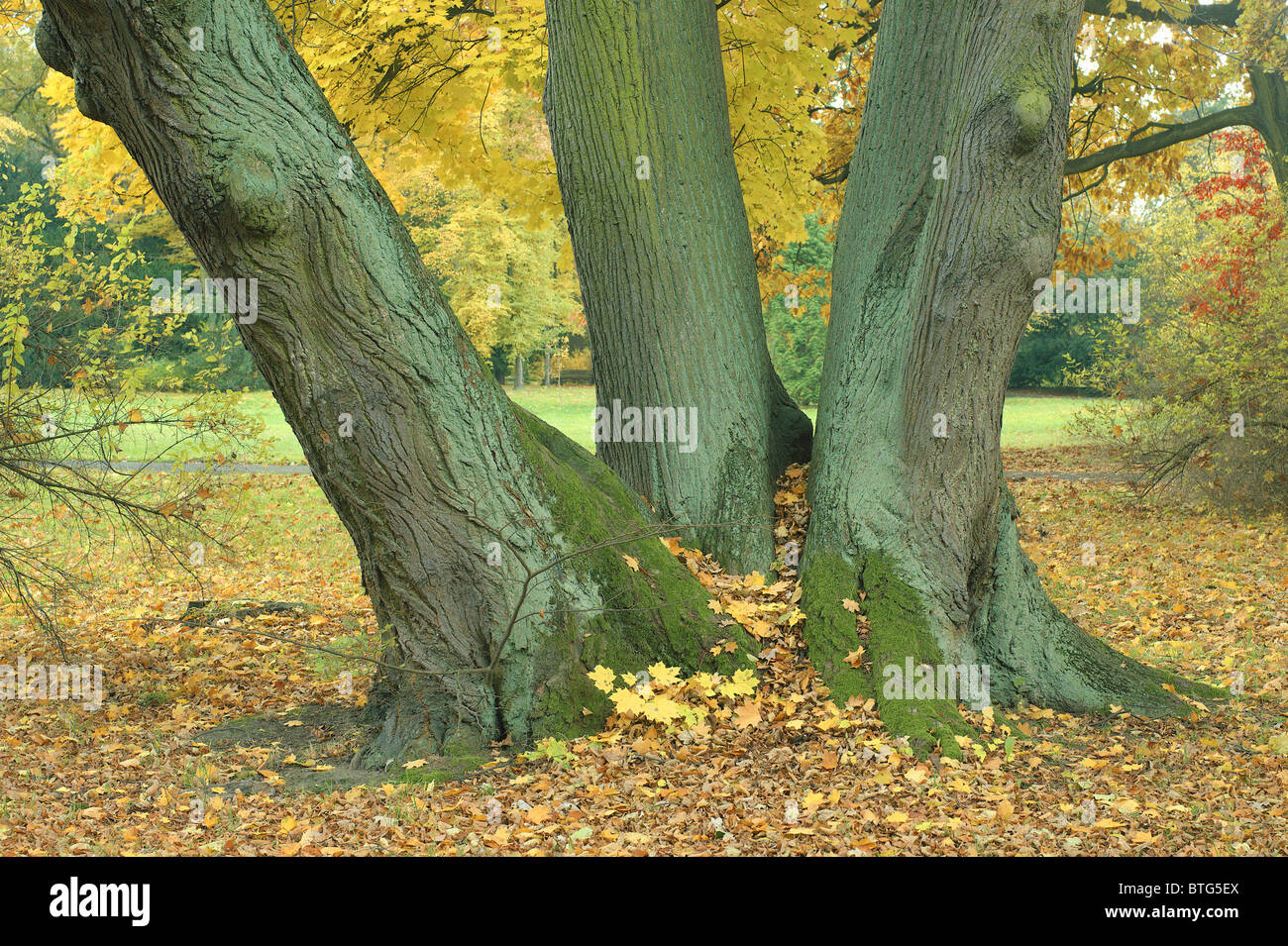Old lime tree trunks tilia hi-res stock photography and images - Alamy