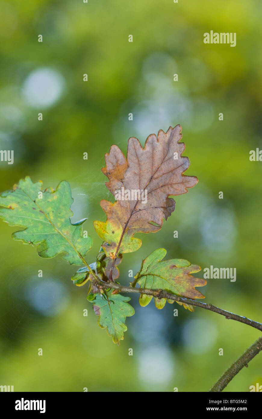 Oak tree leaf colour hi-res stock photography and images - Alamy