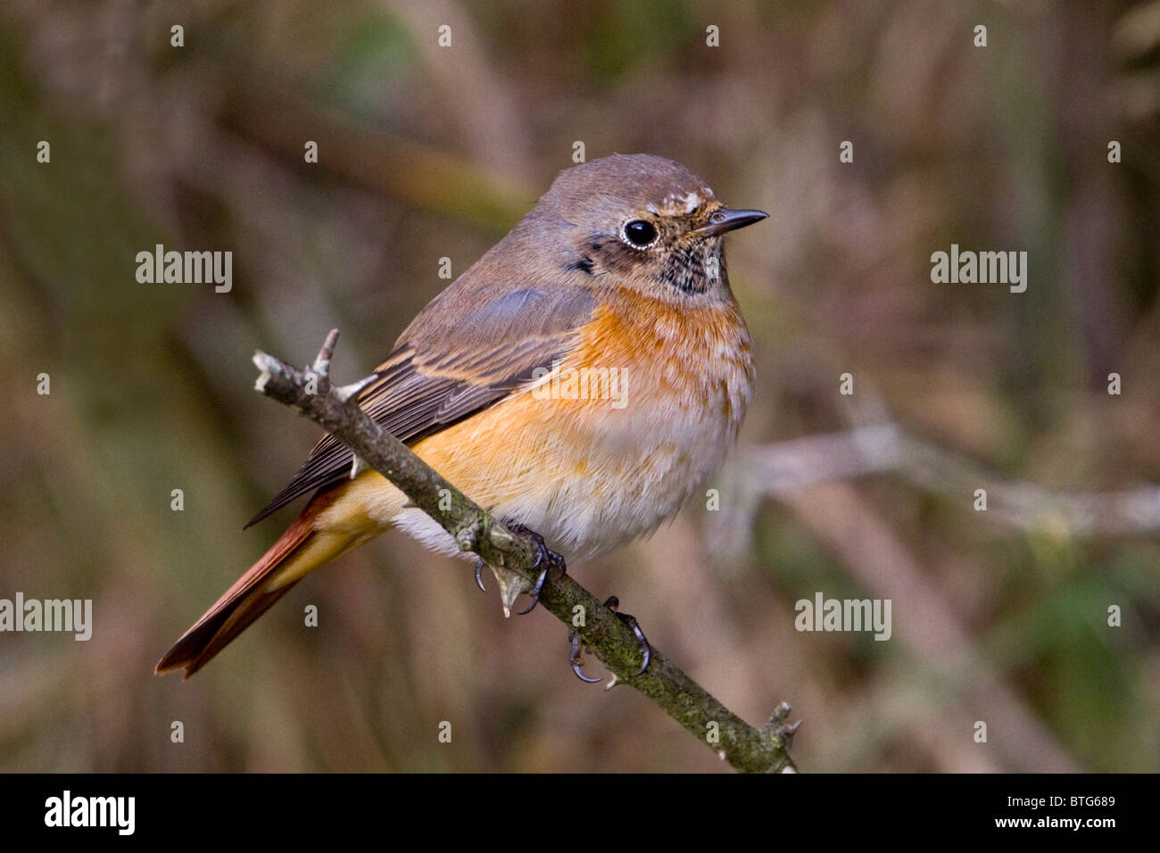 Male redstart hi-res stock photography and images - Alamy
