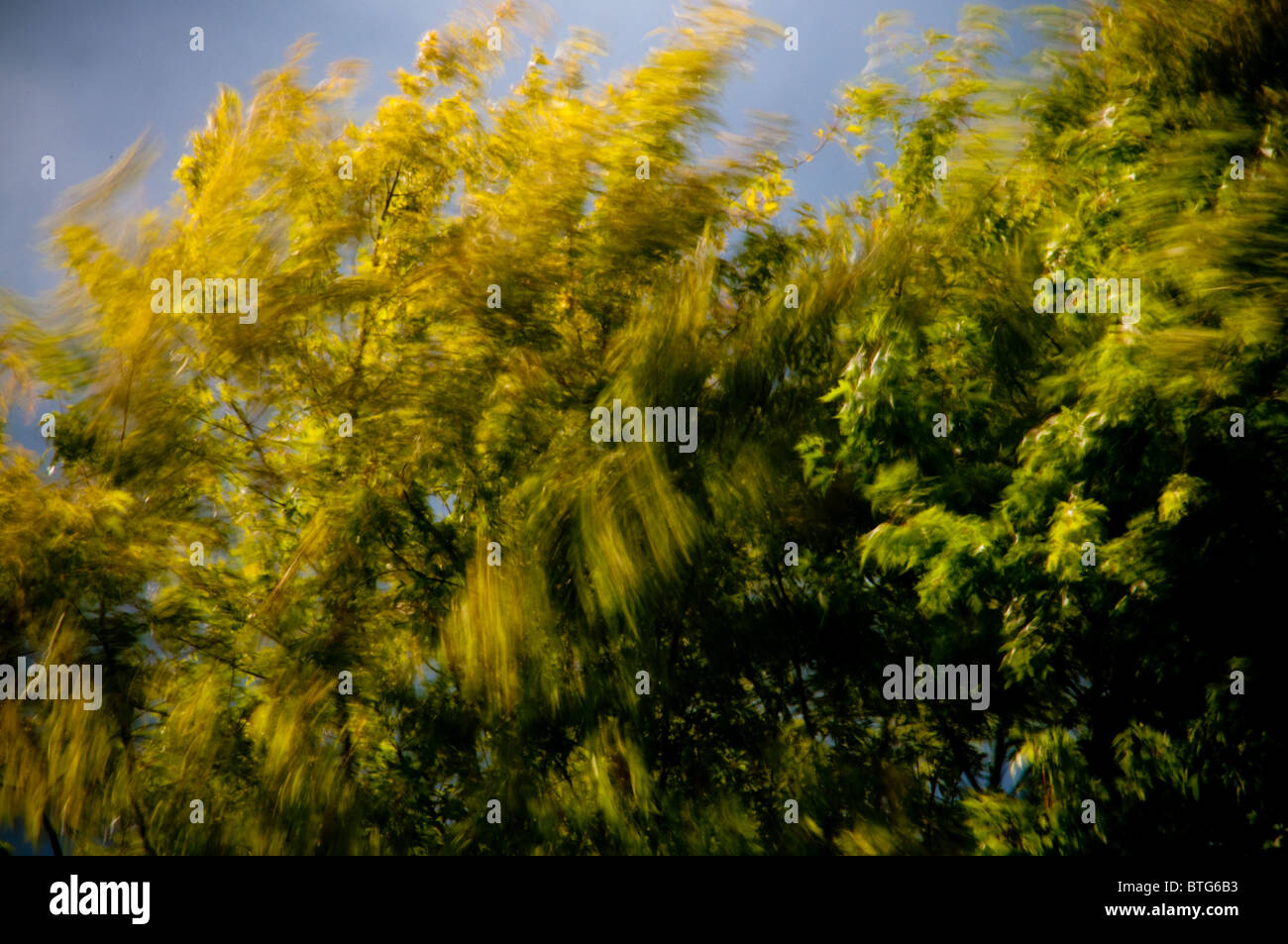 Trees swaying in the wind Stock Photo - Alamy