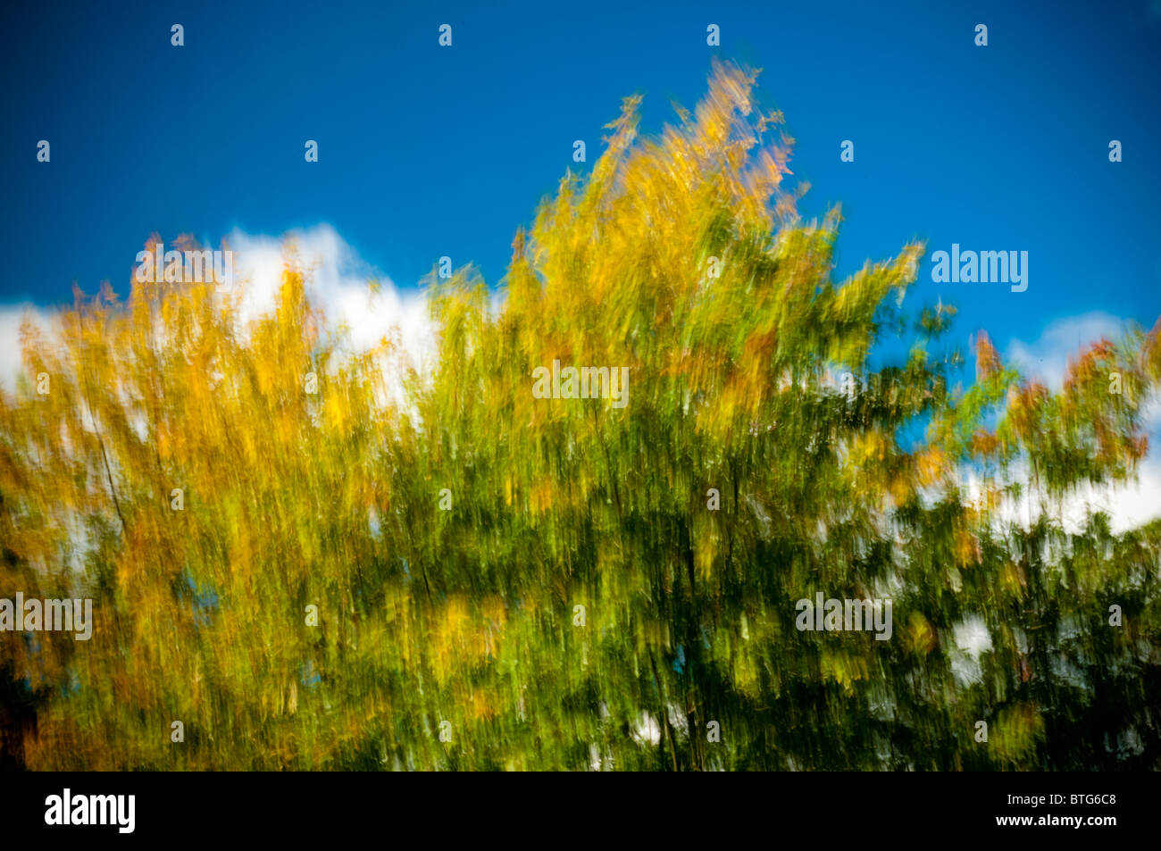 Trees swaying in the wind Stock Photo - Alamy