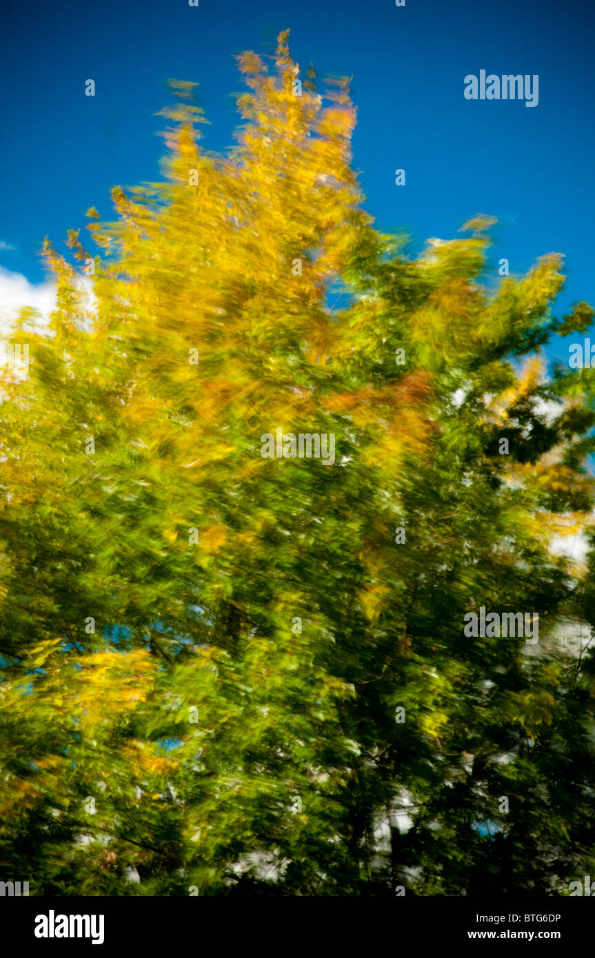 Trees swaying in the wind Stock Photo - Alamy