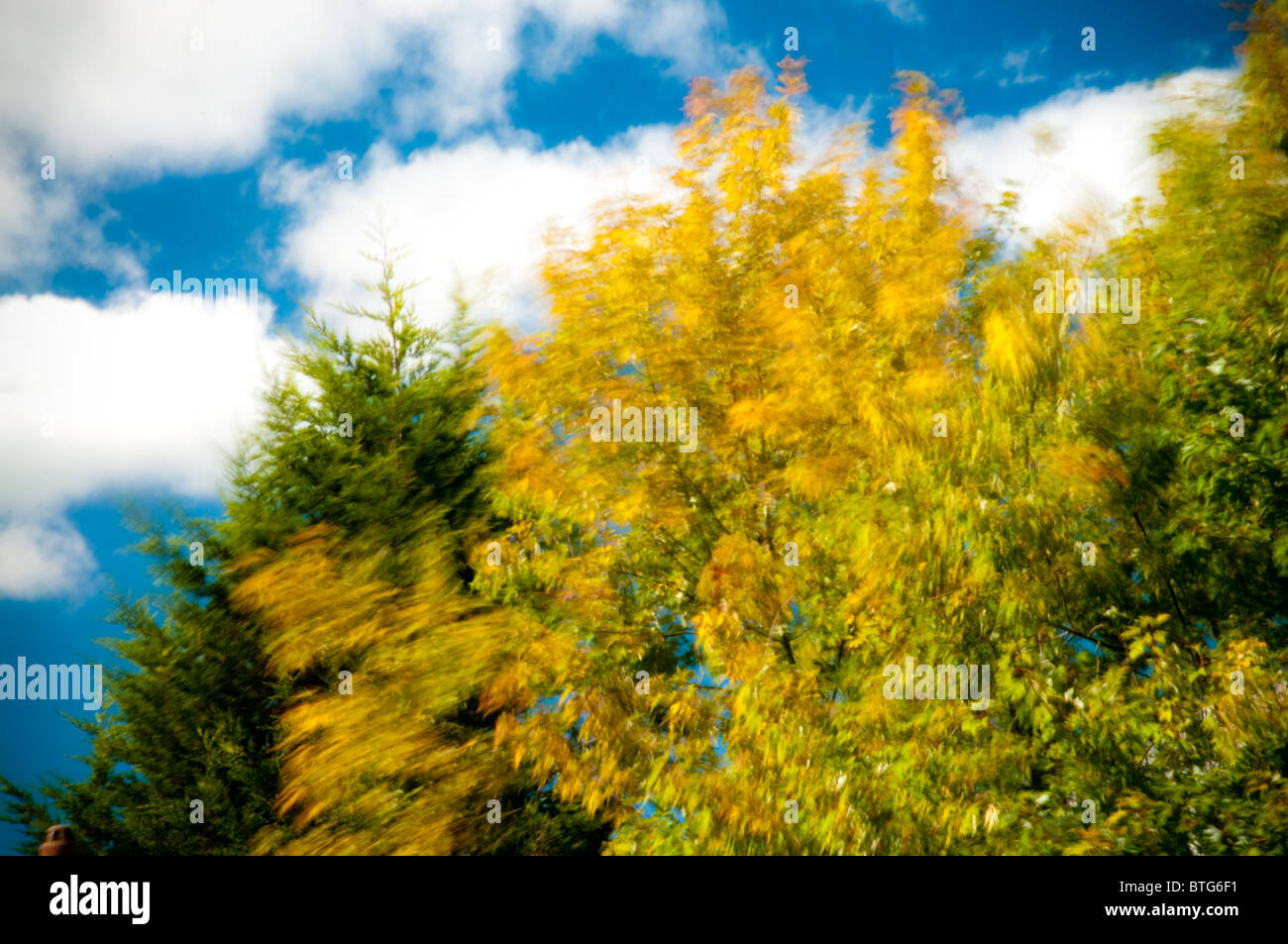 Trees in wind hi-res stock photography and images - Alamy