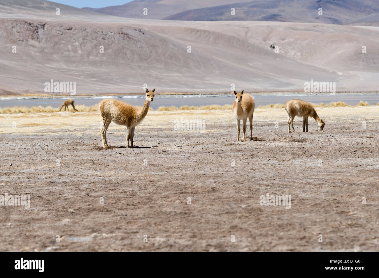 Vicuña (Vicugna vicugna) herd feeding on roots of plants in proximity ...