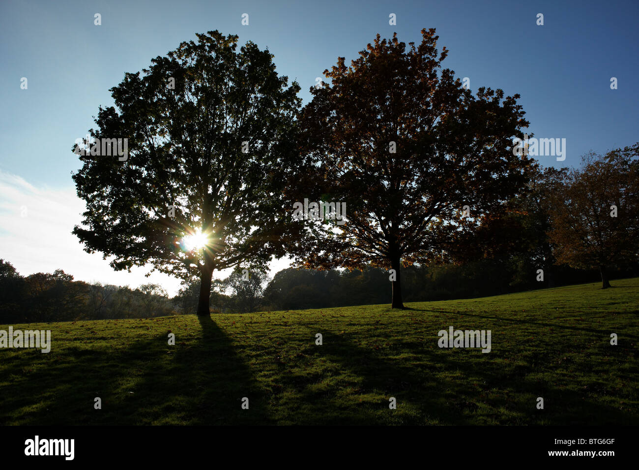Oak trees in Autumn sun Stock Photo - Alamy