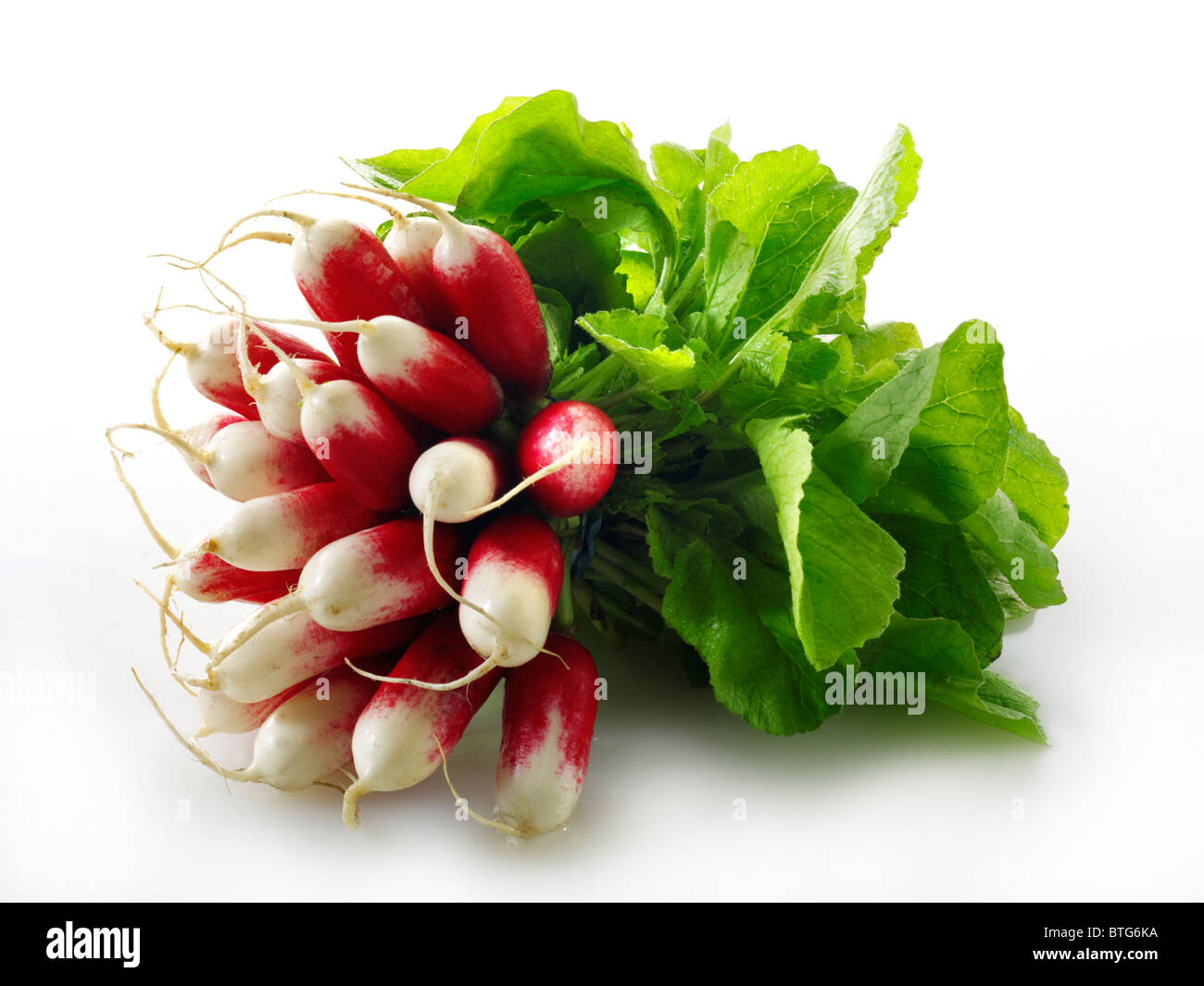 Fresh bunch of radish Stock Photo - Alamy