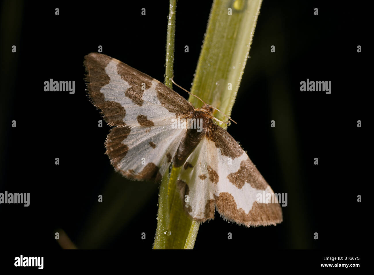Clouded border moth hi-res stock photography and images - Alamy