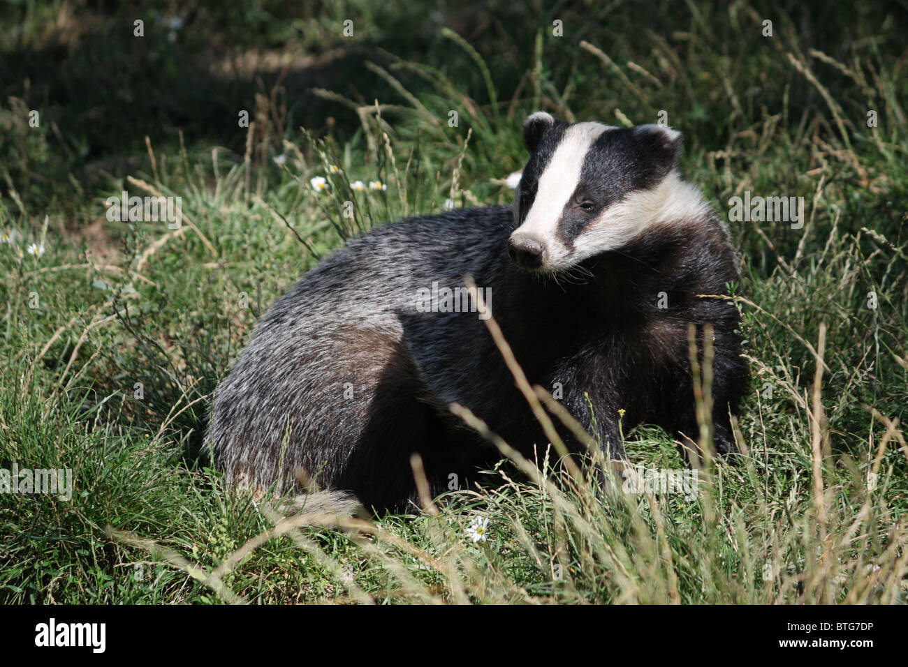 Badger family hi-res stock photography and images - Alamy
